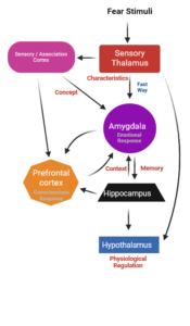 A Guide to Overcome Fear | Critical Mind