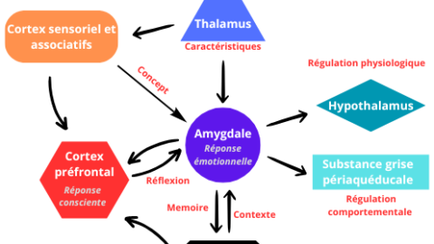 Un Guide Pour Comprendre Comment Fonctionne La Peur | Critical Mind